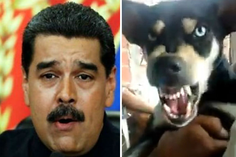 Viral: A este perro le preguntaron si quería a Nicolás Maduro y su ...
