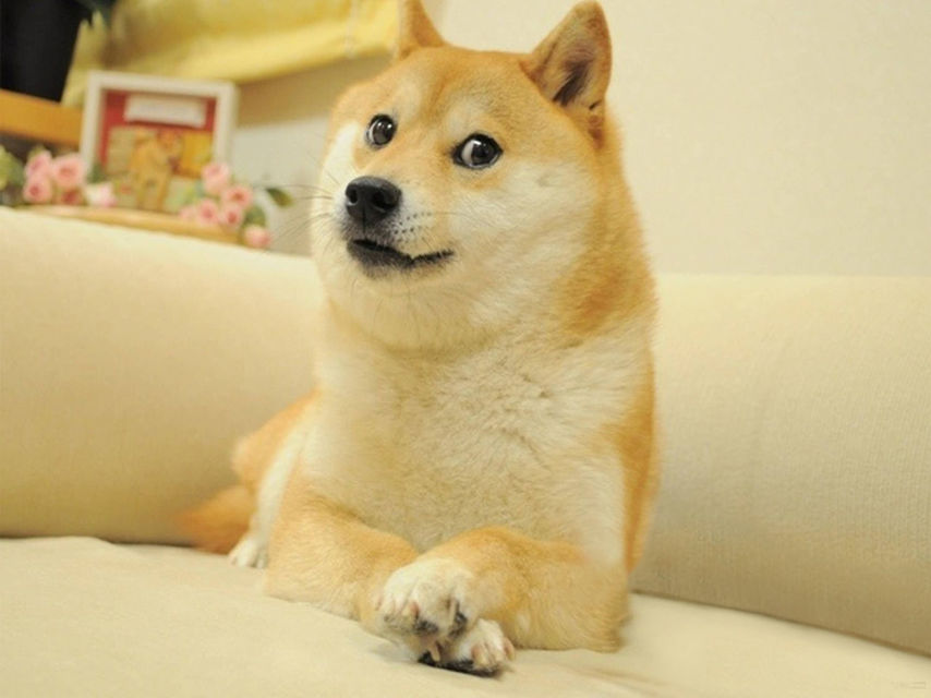 ¡Feliz cumple! Chems, el perro-meme más famoso del mundo cumplió 10 años